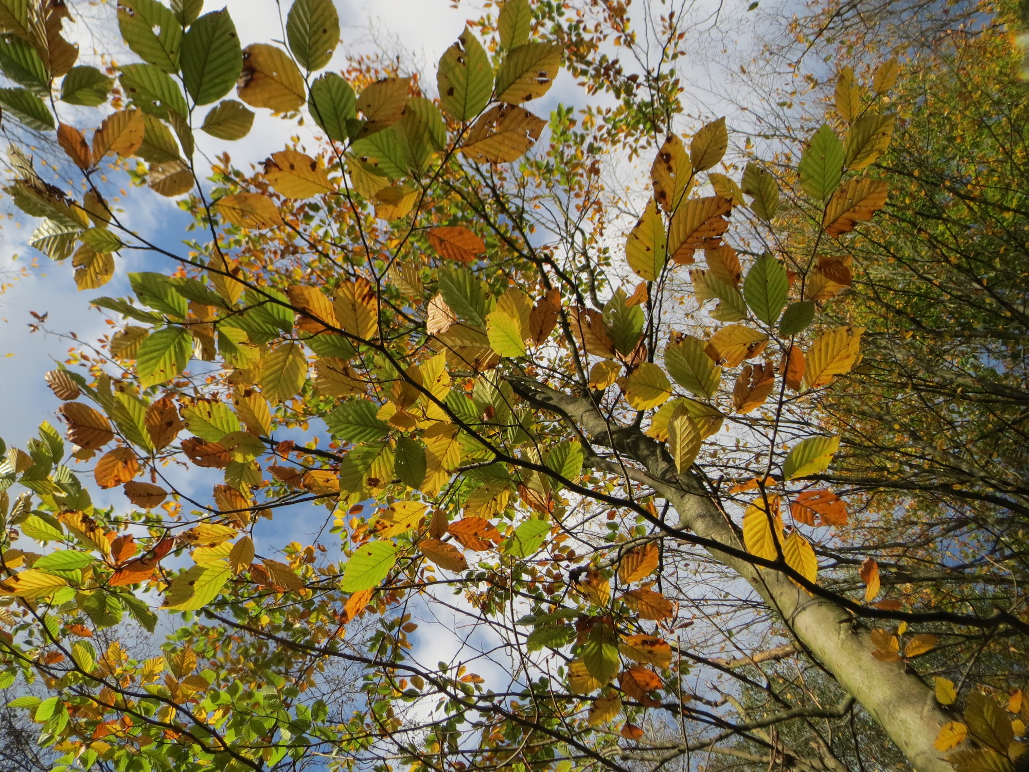 A memorial Beech tree for Primo Levi - weTree